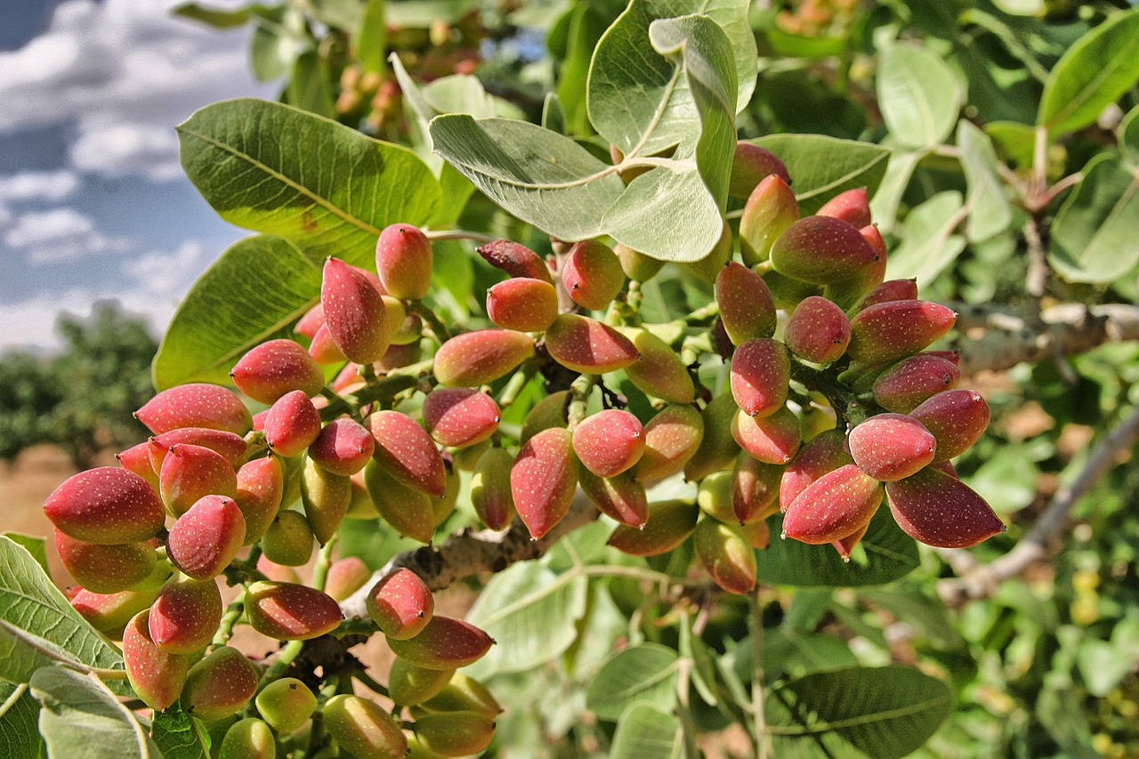Subvenciones para plantar pistachos en España – Duroagro Subvenciones para plantar pistachos en España – Duroagro