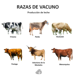 Vaca lechera – todo lo que necesitas saber sobre vacas lecheras