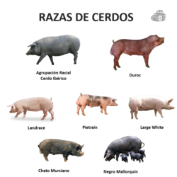 Razas de cerdos en España y sus características – Duroagro
