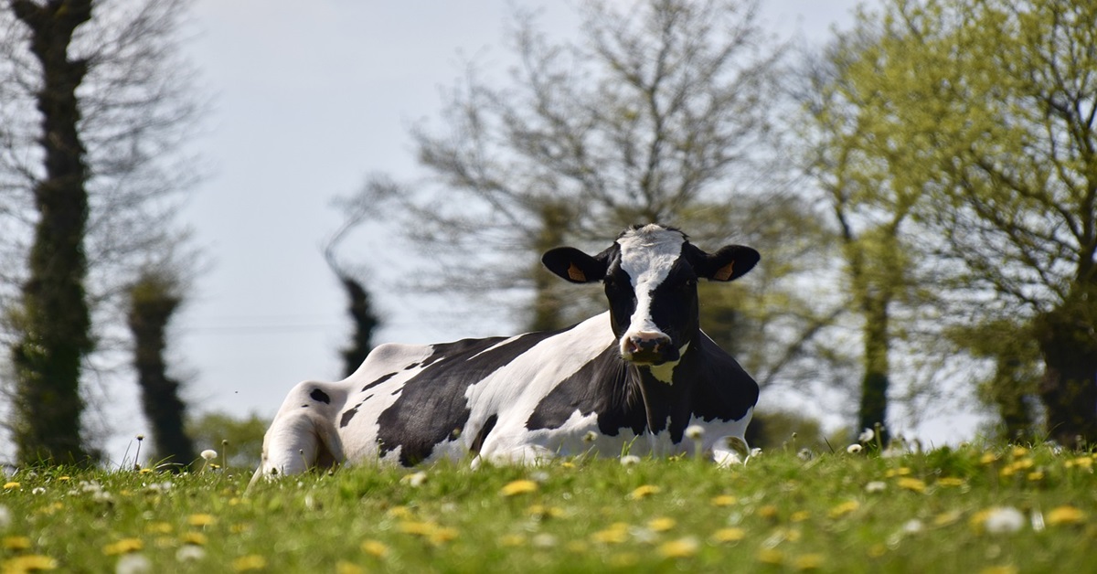 Vacas Lecheras Maggie