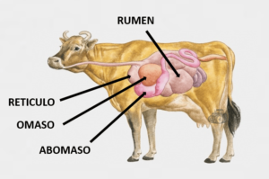 ¿Cuántos estómagos tiene una vaca y cómo funcionan?